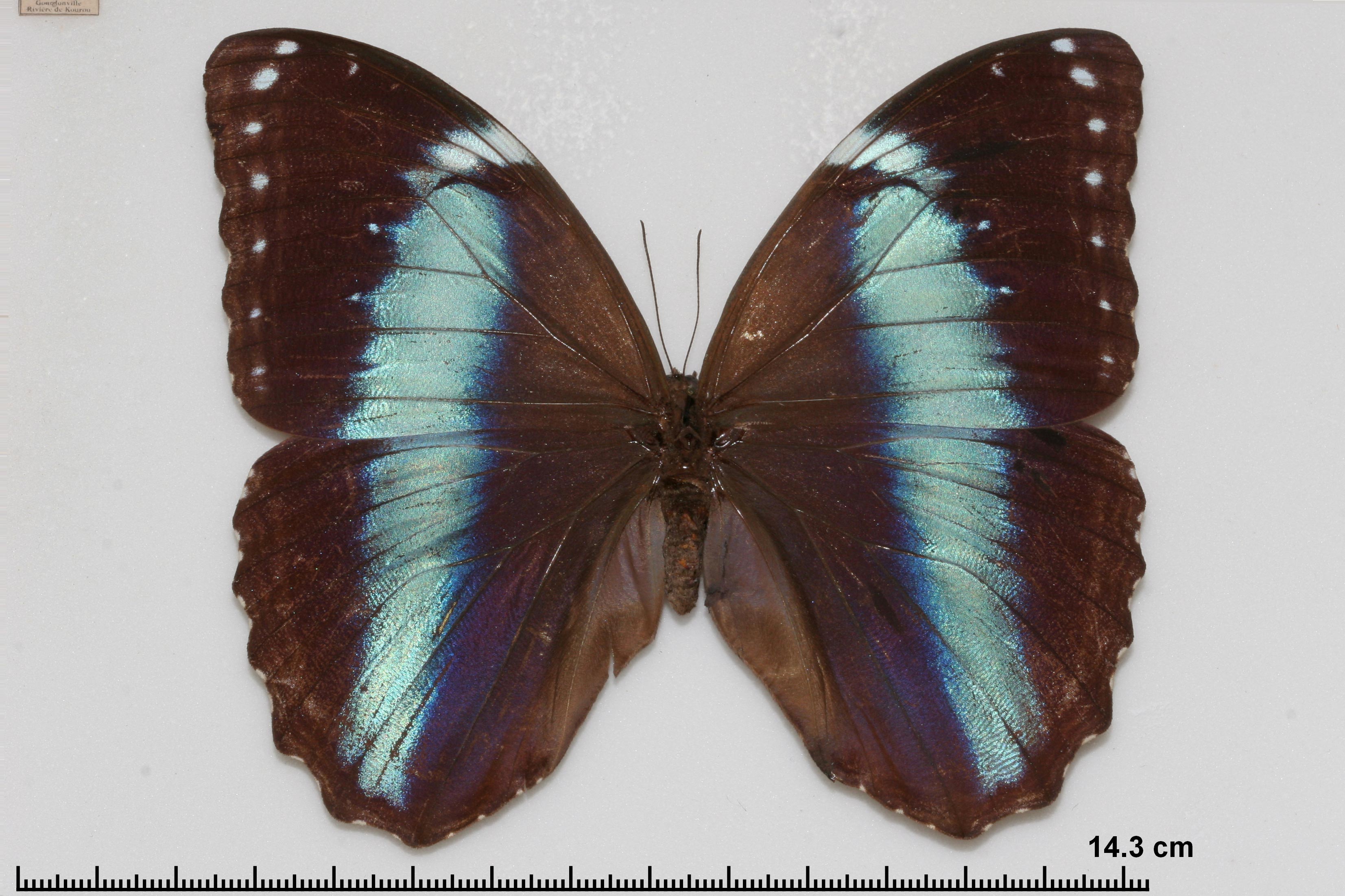 Morpho a. achilles (pinned specimens)